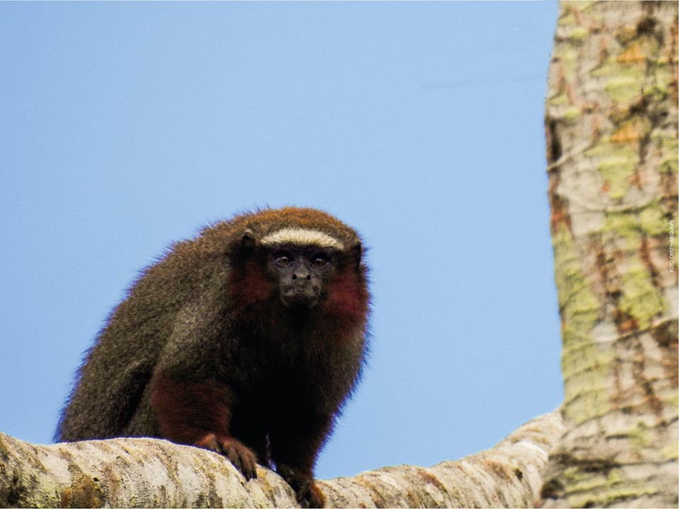 Monos de Selva Amazonica